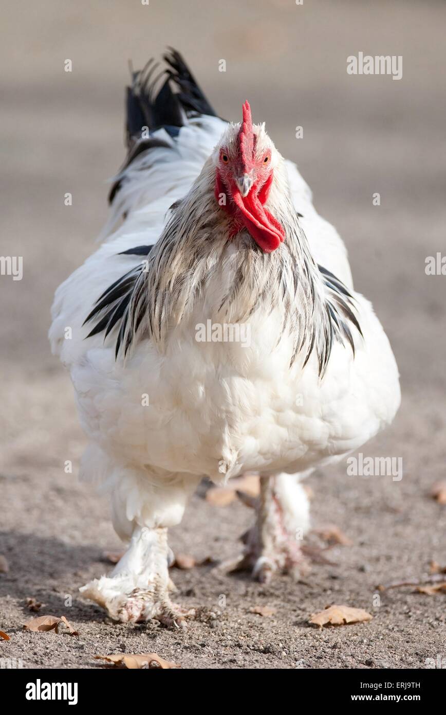 Chicken walks hi-res stock photography and images - Alamy