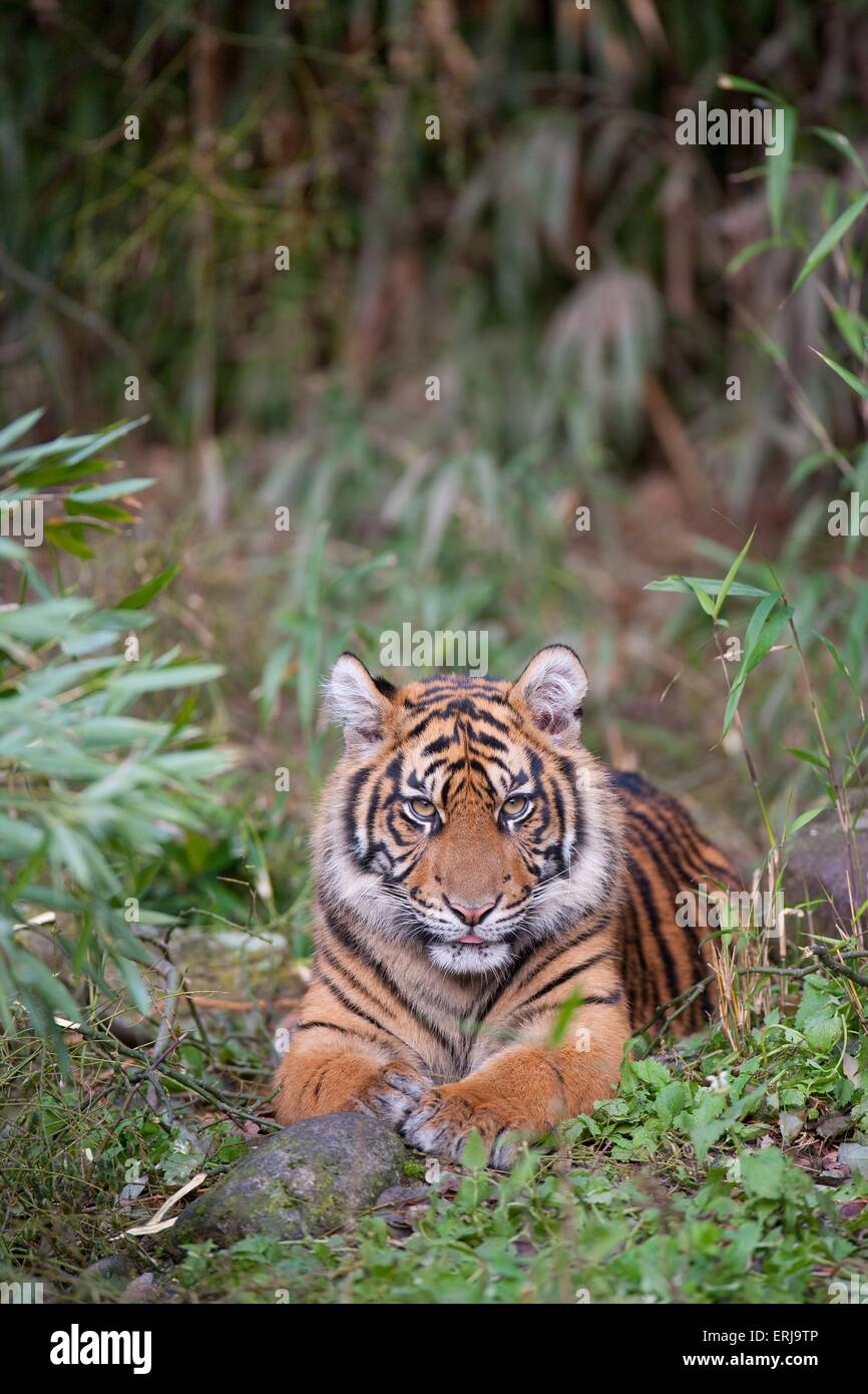 Single tiger hi-res stock photography and images - Alamy