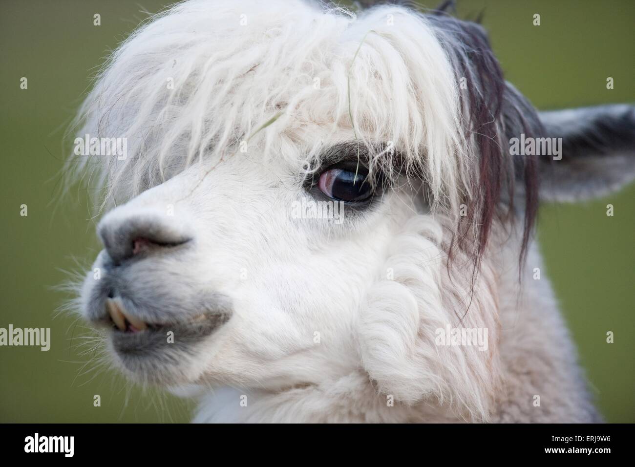 Side view of adult alpaca hi-res stock photography and images - Alamy