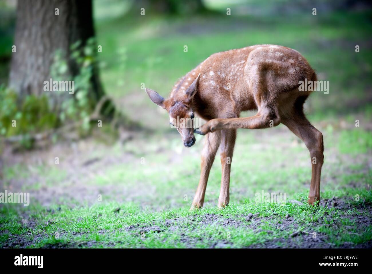 Altai wapiti cervus canadensis sibiricus hi-res stock photography and ...