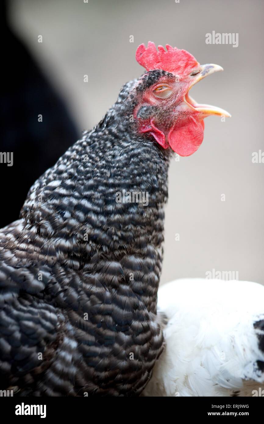 Amrock hen hi-res stock photography and images - Alamy