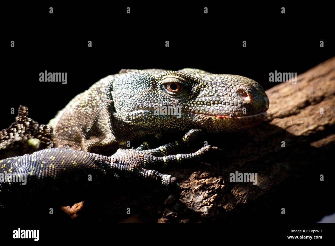 Goannas hi-res stock photography and images - Alamy