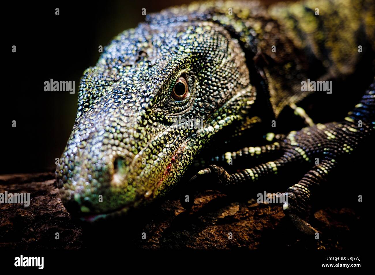 Goannas hi-res stock photography and images - Alamy