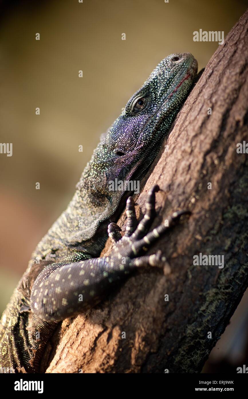 Goannas hi-res stock photography and images - Alamy