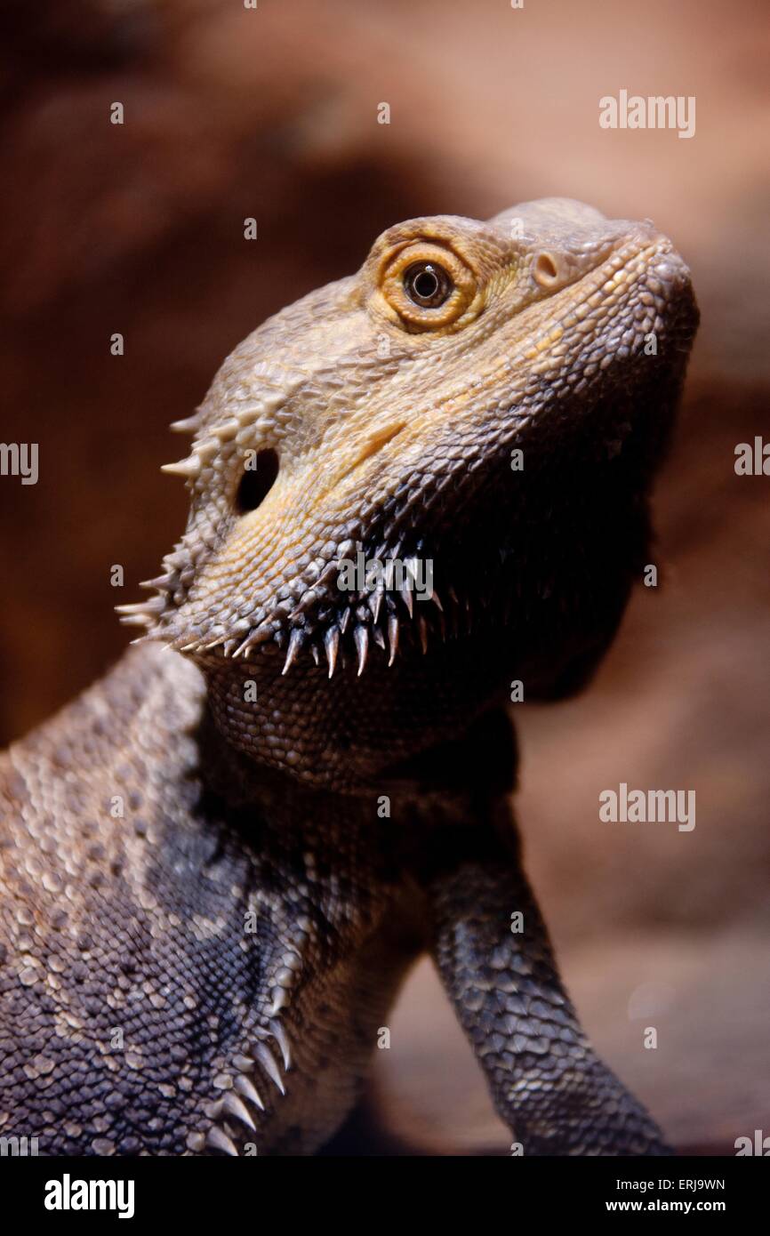 Bearded dragon heads hi-res stock photography and images - Alamy