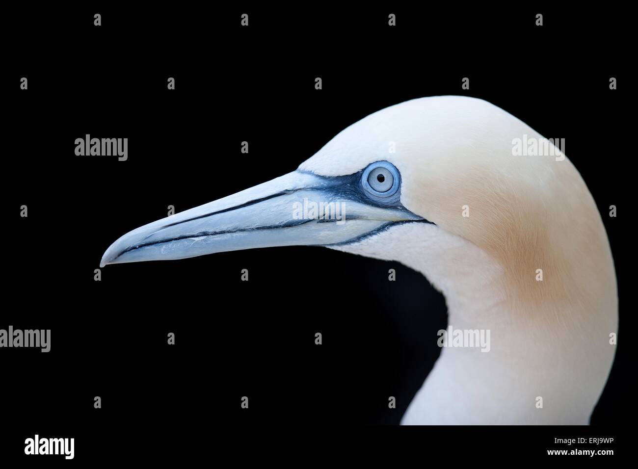Gannet profile hi-res stock photography and images - Alamy