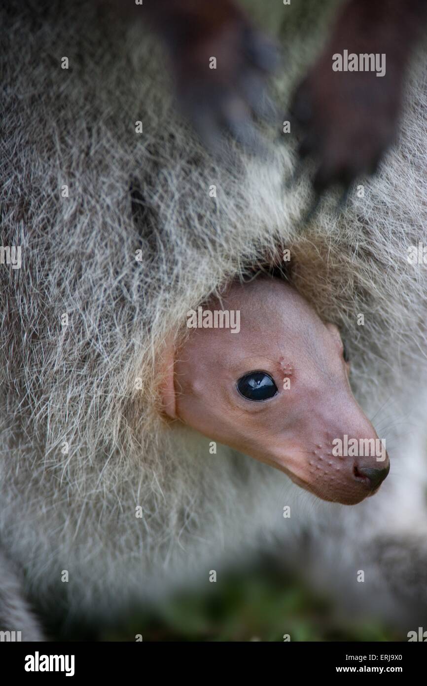 Mother and baby wallabies hi-res stock photography and images - Alamy