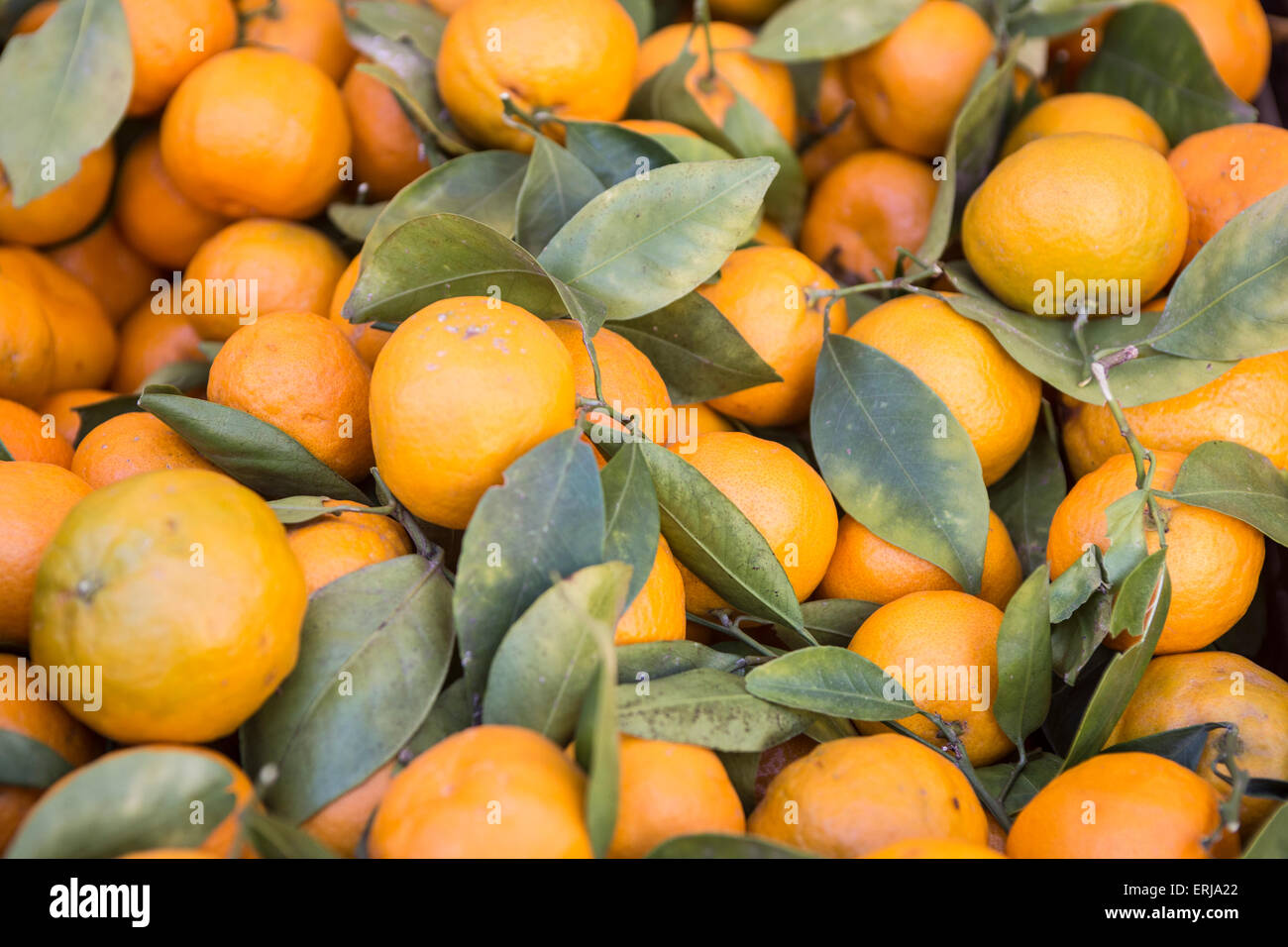 Organic Oranges with their Leaves and Stems Stock Photo - Alamy