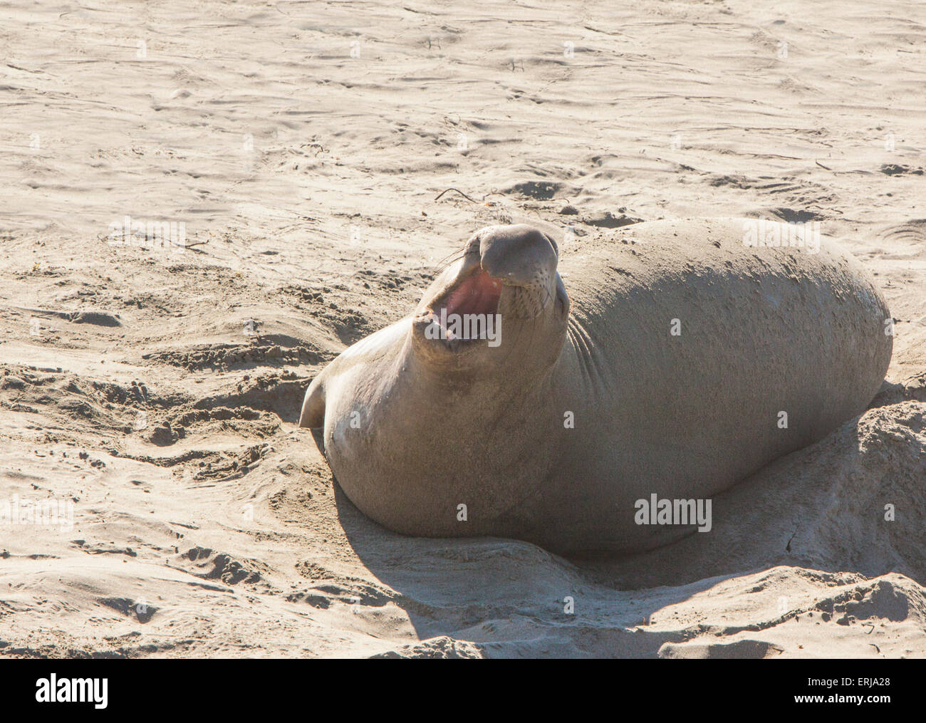 Elephant Seal Yawning, Crying, Or Screaming Stock Photo - Alamy