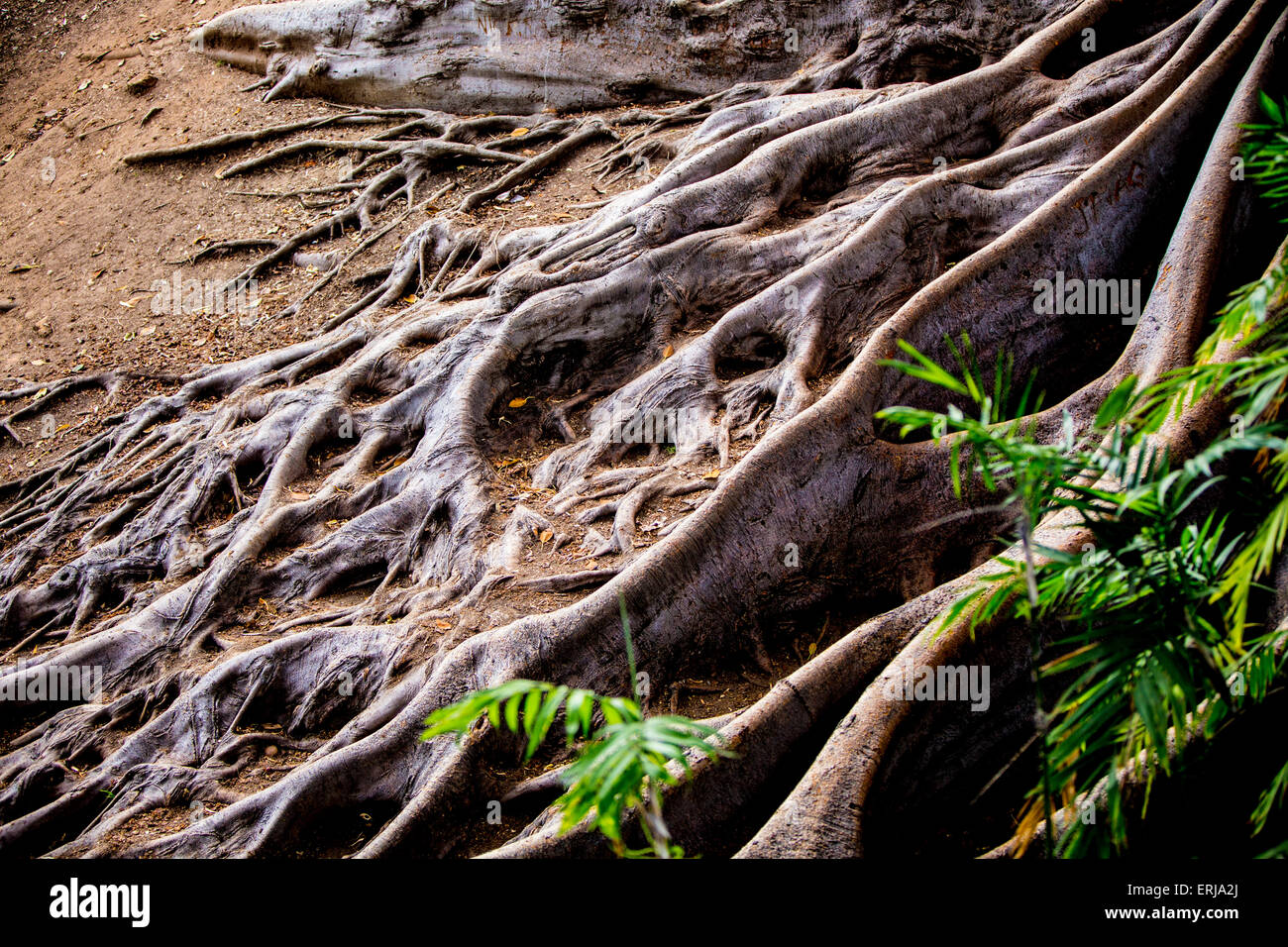 Balboa Tree High Resolution Stock Photography and Images - Alamy
