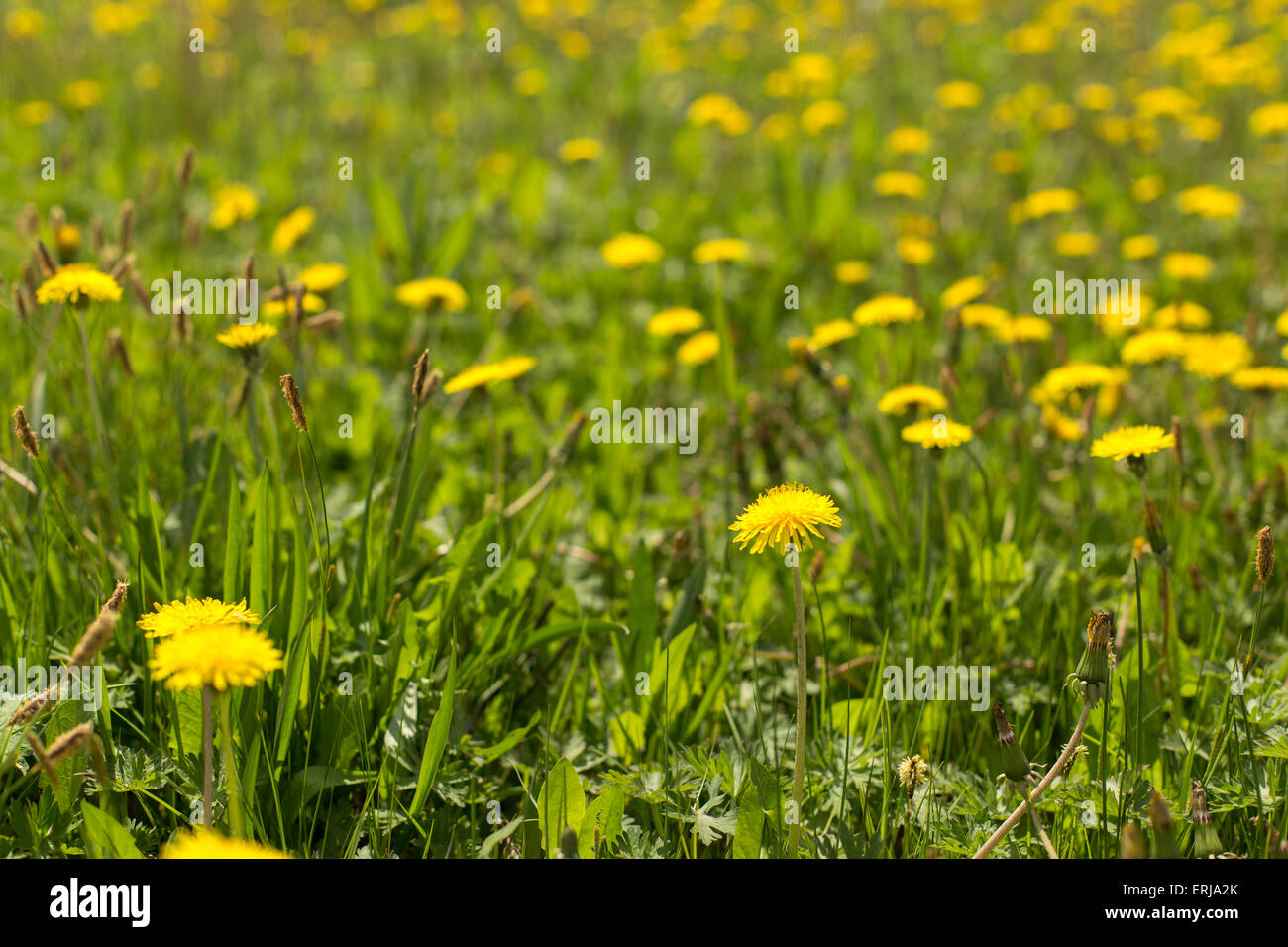Many yellow dandelions Stock Photo - Alamy
