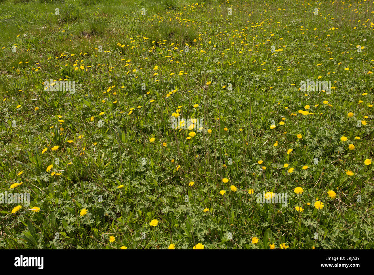 Spring background of yellow dandelion meadow Stock Photo - Alamy
