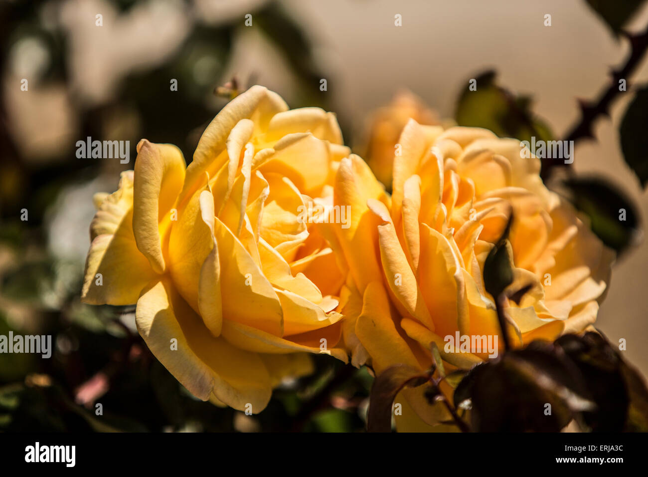 Detailed roses hi-res stock photography and images - Alamy