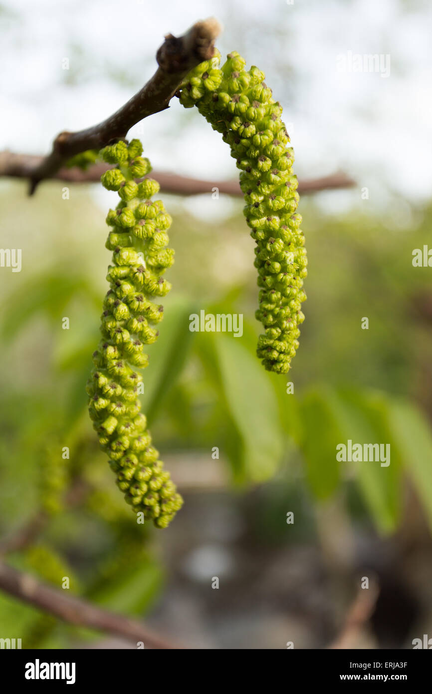 Flowering catkins walnut Stock Photo - Alamy