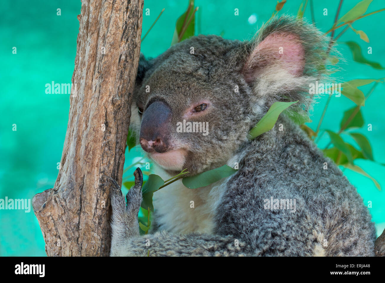 Australia, Queensland, Townsville. Billabong Sanctuary, 25-acre natural ...