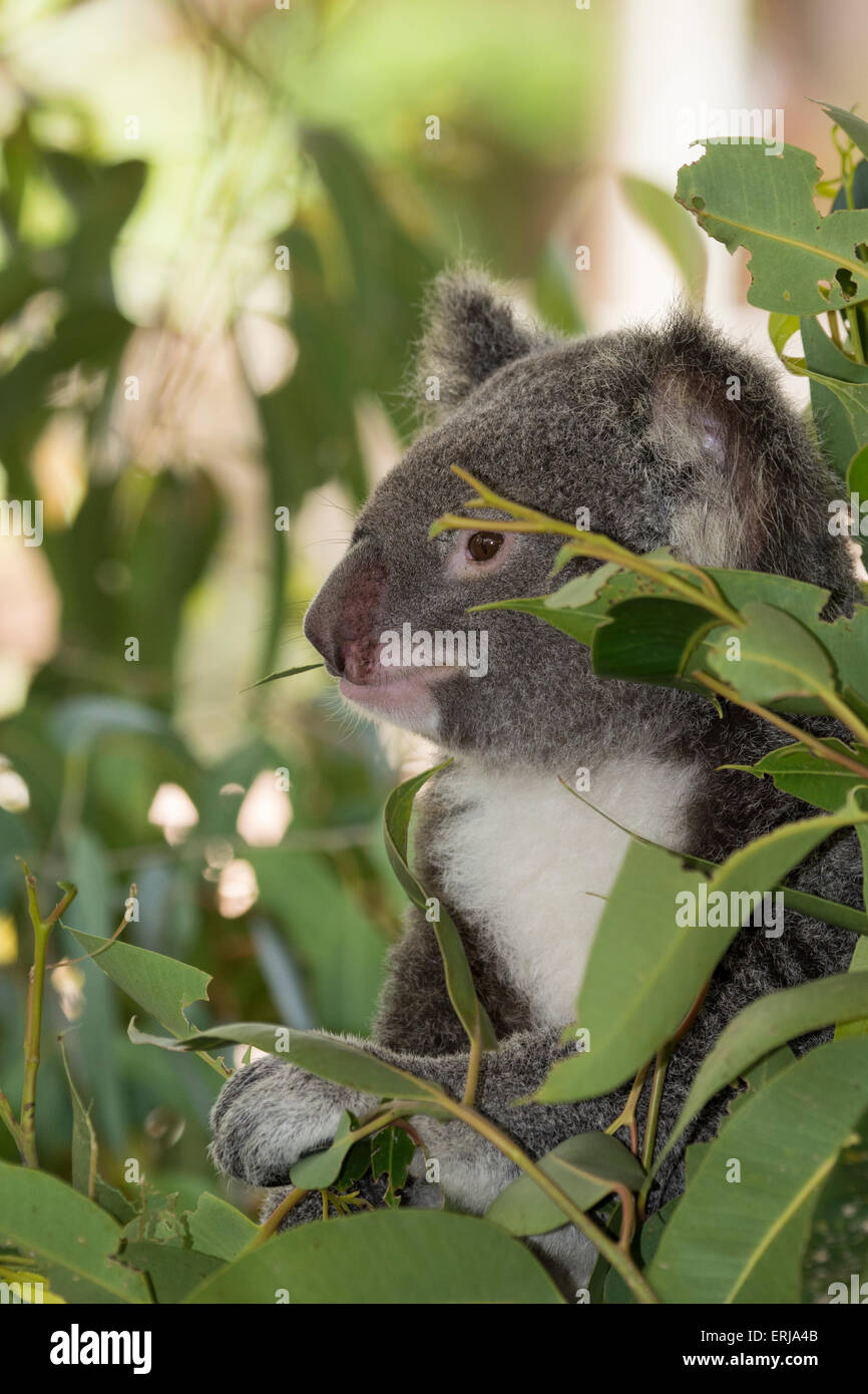 Australia, Queensland, Townsville. Billabong Sanctuary, 25-acre natural ...