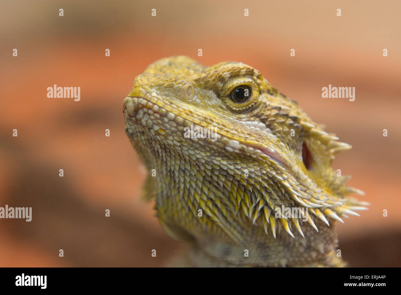 Lizard face hi-res stock photography and images - Alamy