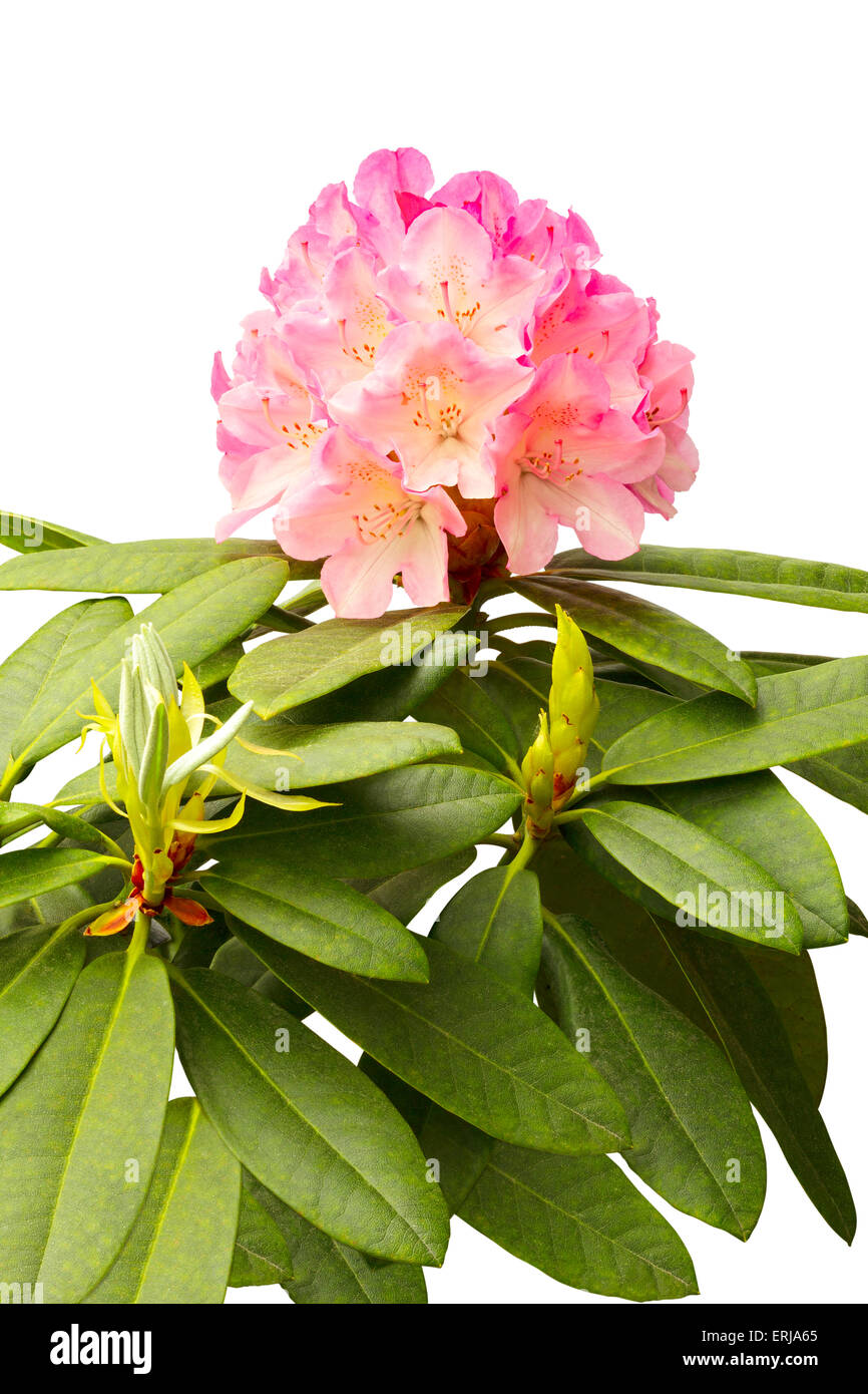Rhododendron isolated hi-res stock photography and images - Alamy