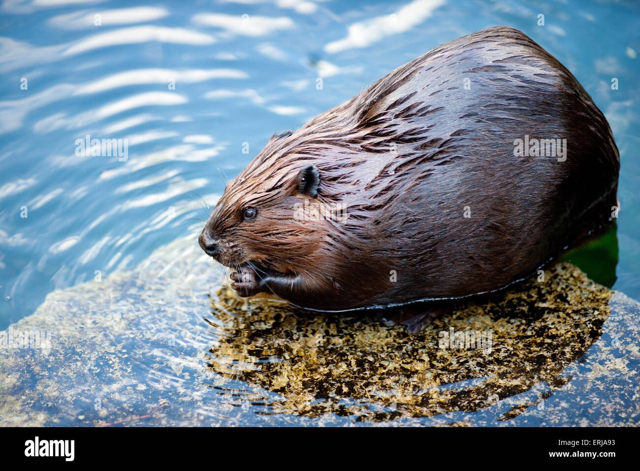 Side view of beaver hi-res stock photography and images - Alamy