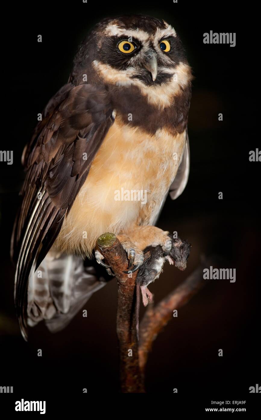 Spectacled owl hi-res stock photography and images - Alamy