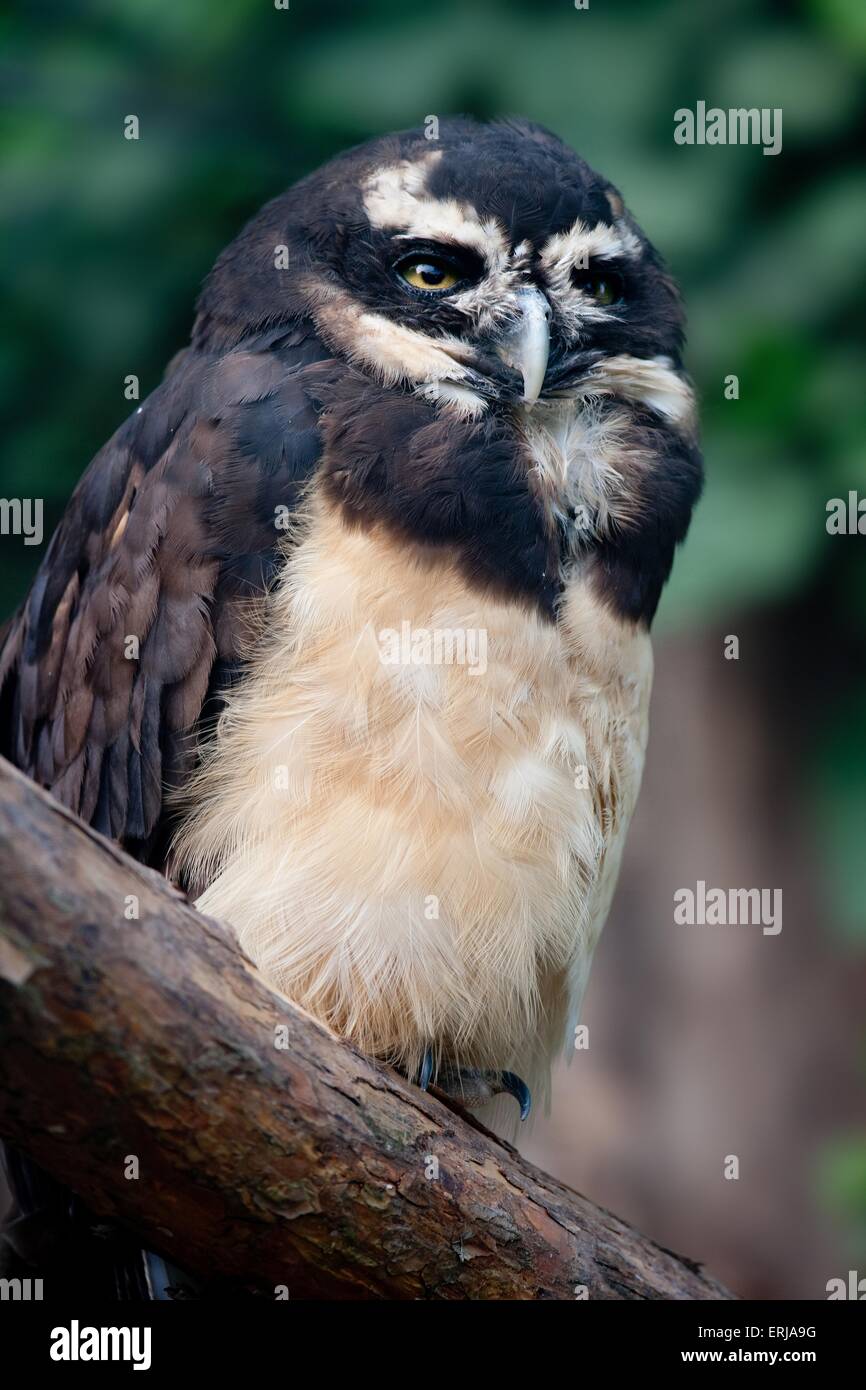 Spectacled owl hi-res stock photography and images - Alamy