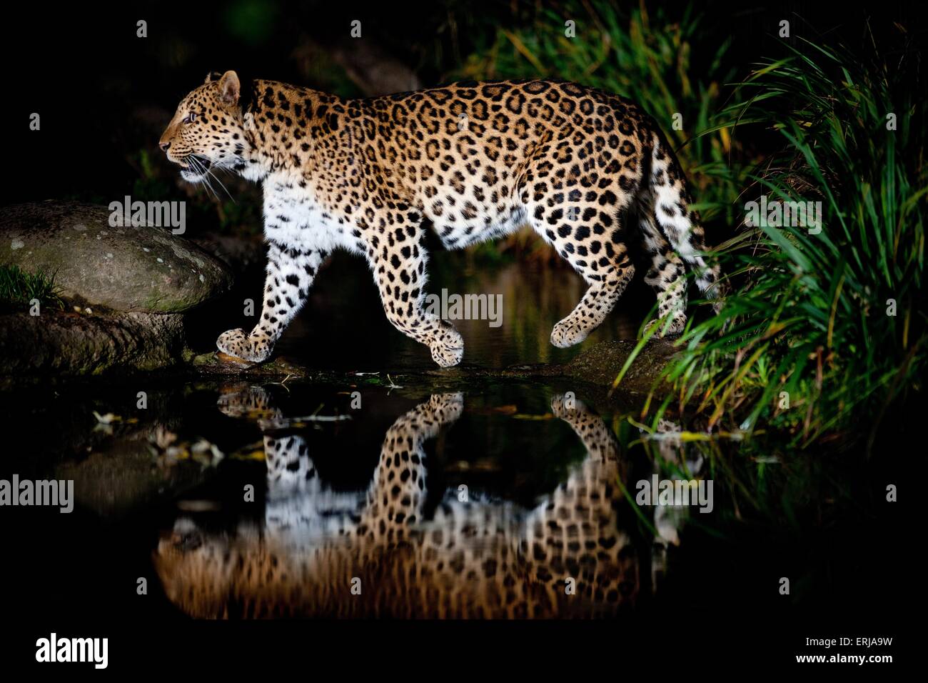 north china leopard Stock Photo - Alamy