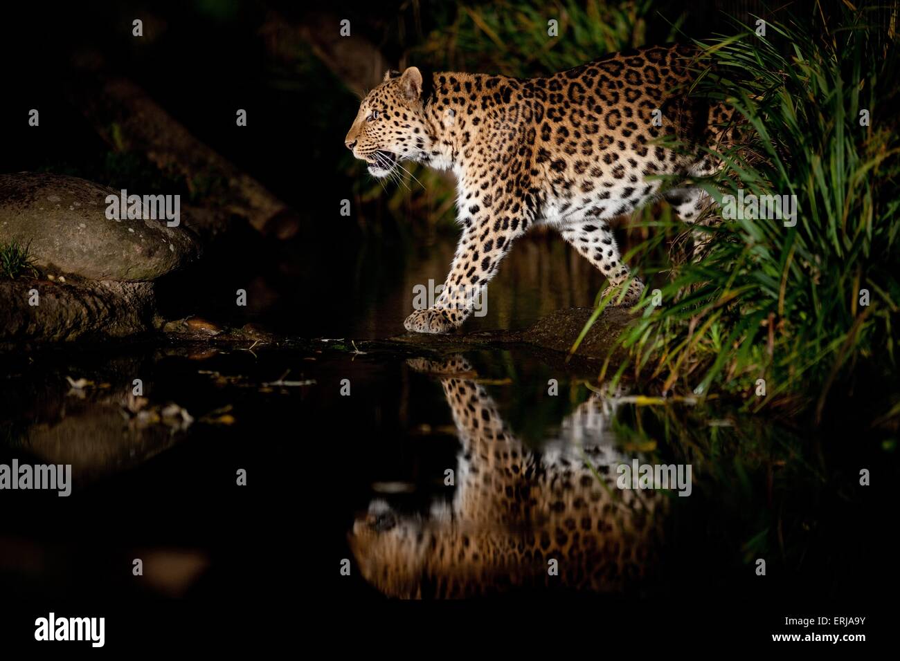 north china leopard Stock Photo - Alamy