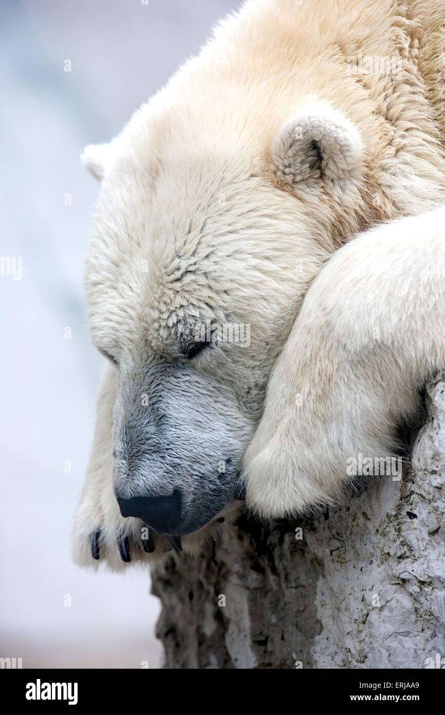 Polar bear head paws hi-res stock photography and images - Alamy