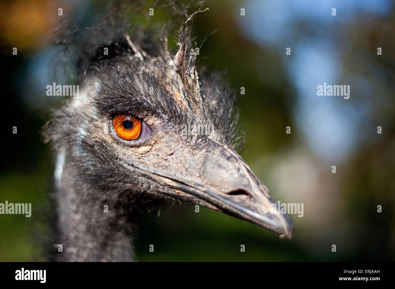 Cursorial birds hi-res stock photography and images - Alamy