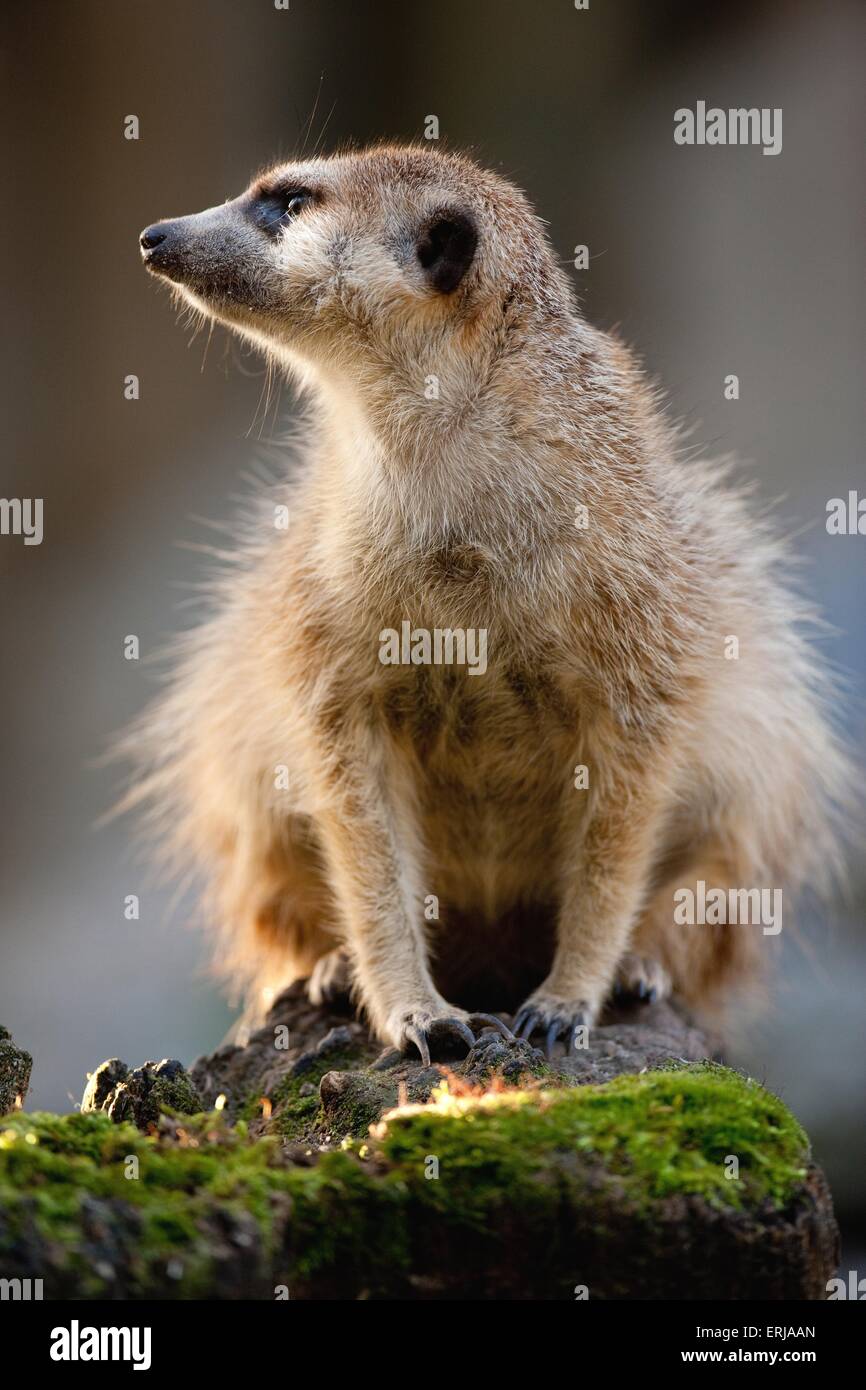 Suricat hi-res stock photography and images - Alamy