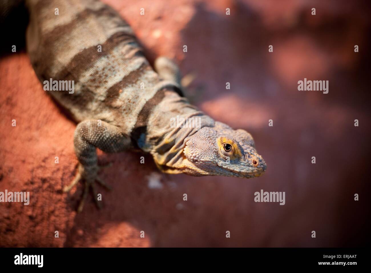 Rock lizard hi-res stock photography and images - Alamy