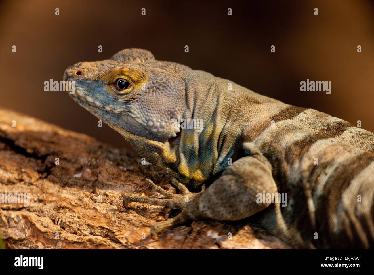 Rock lizard hi-res stock photography and images - Alamy