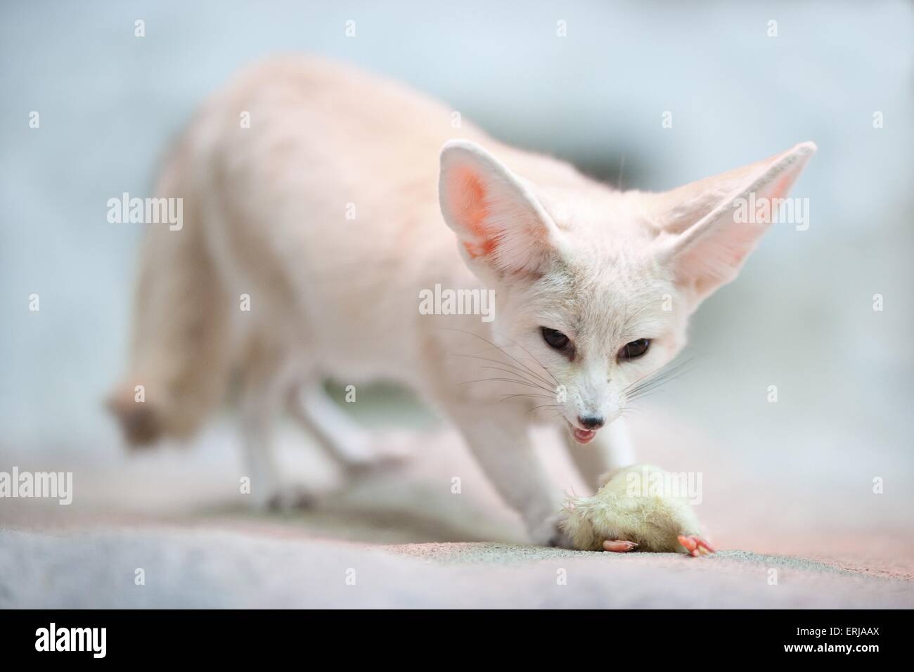 Fennecs hi-res stock photography and images - Alamy