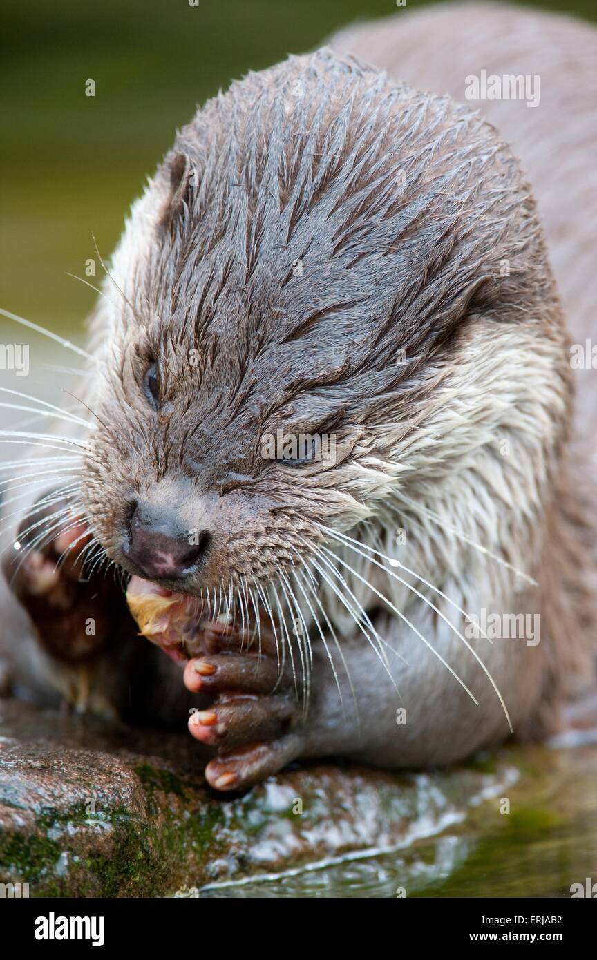 Eurasian river otter vertical hi-res stock photography and images - Alamy