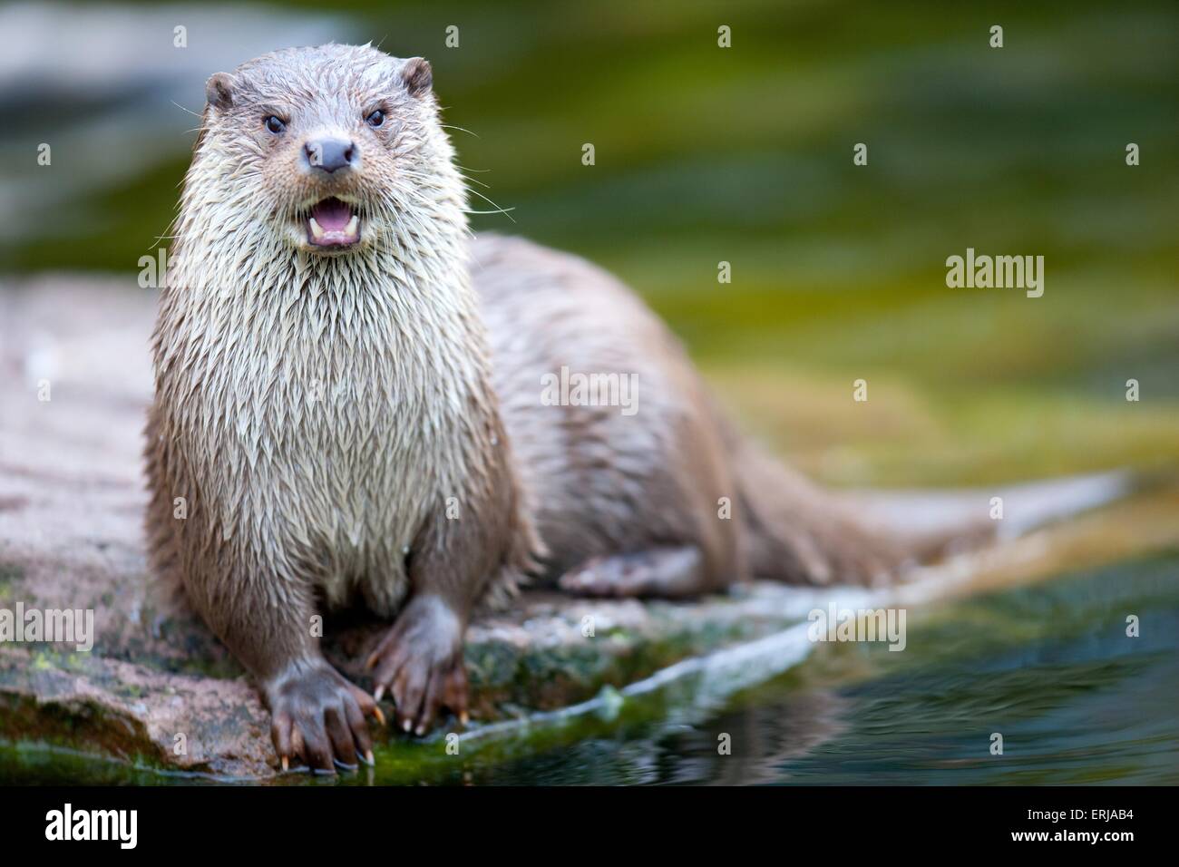 European otter at the riverside hi-res stock photography and images - Alamy