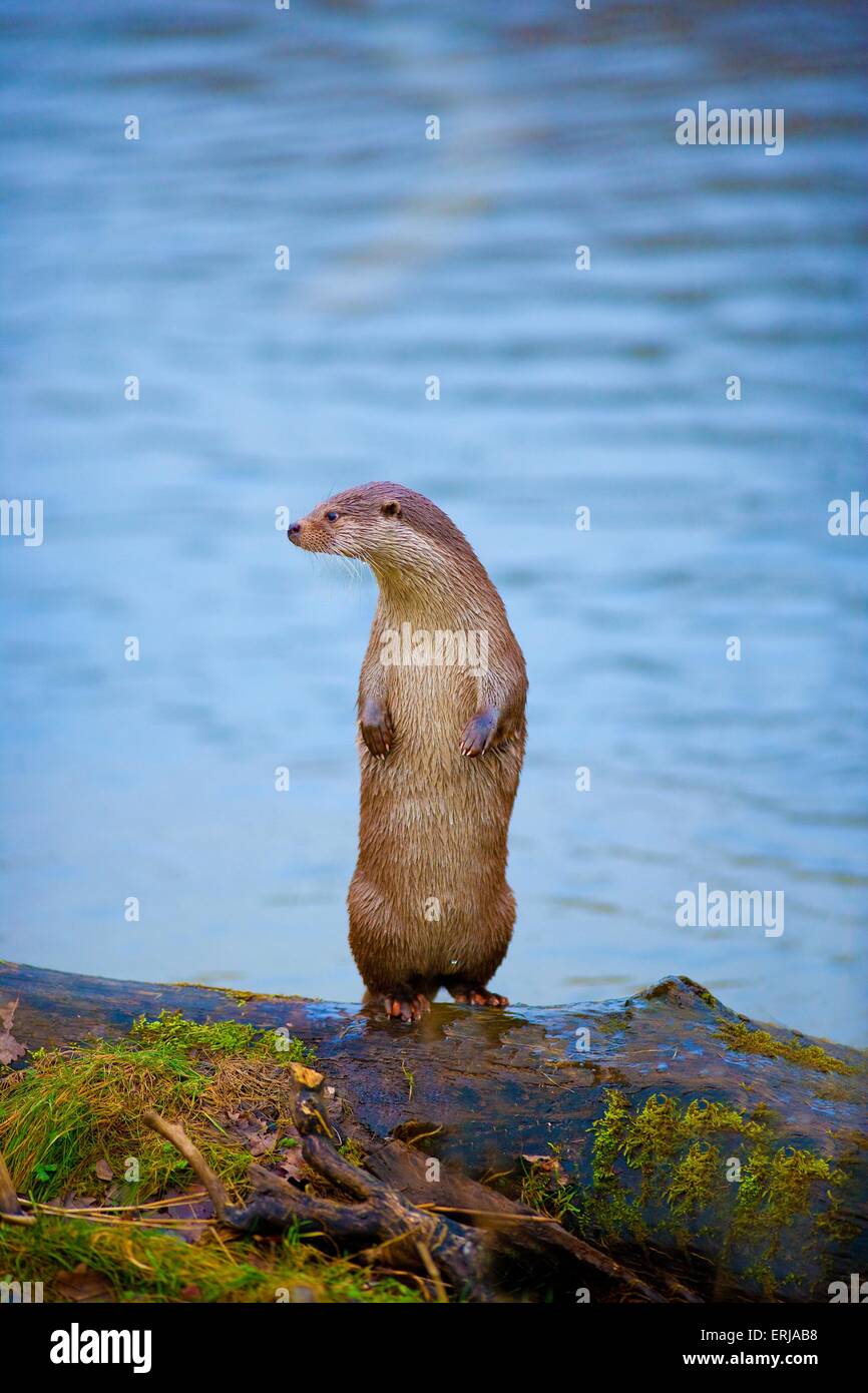 River otter standing up hi-res stock photography and images - Alamy