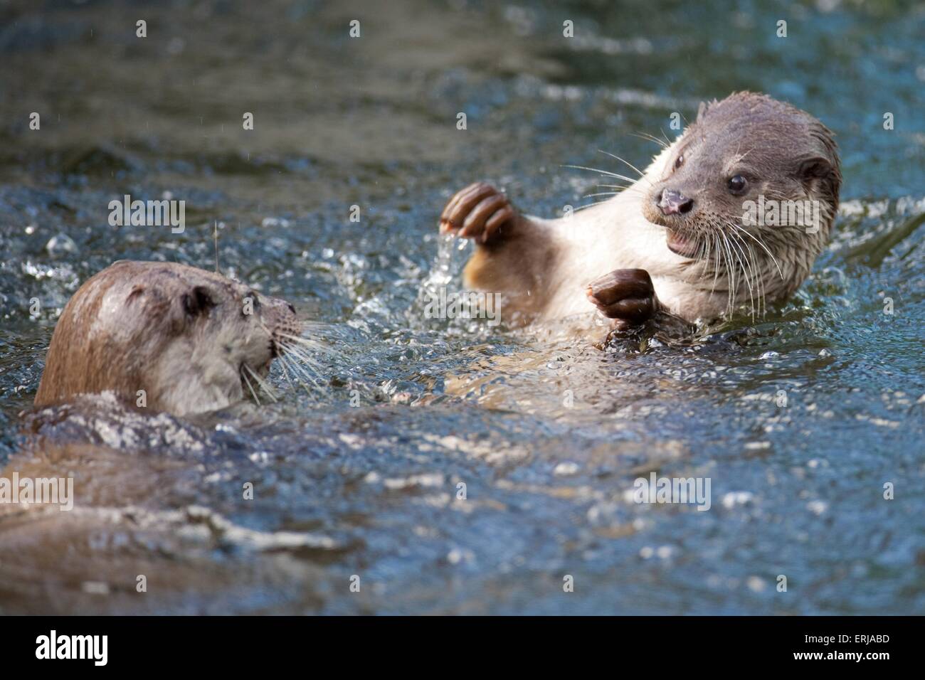 Eurasian otter swim hi-res stock photography and images - Alamy