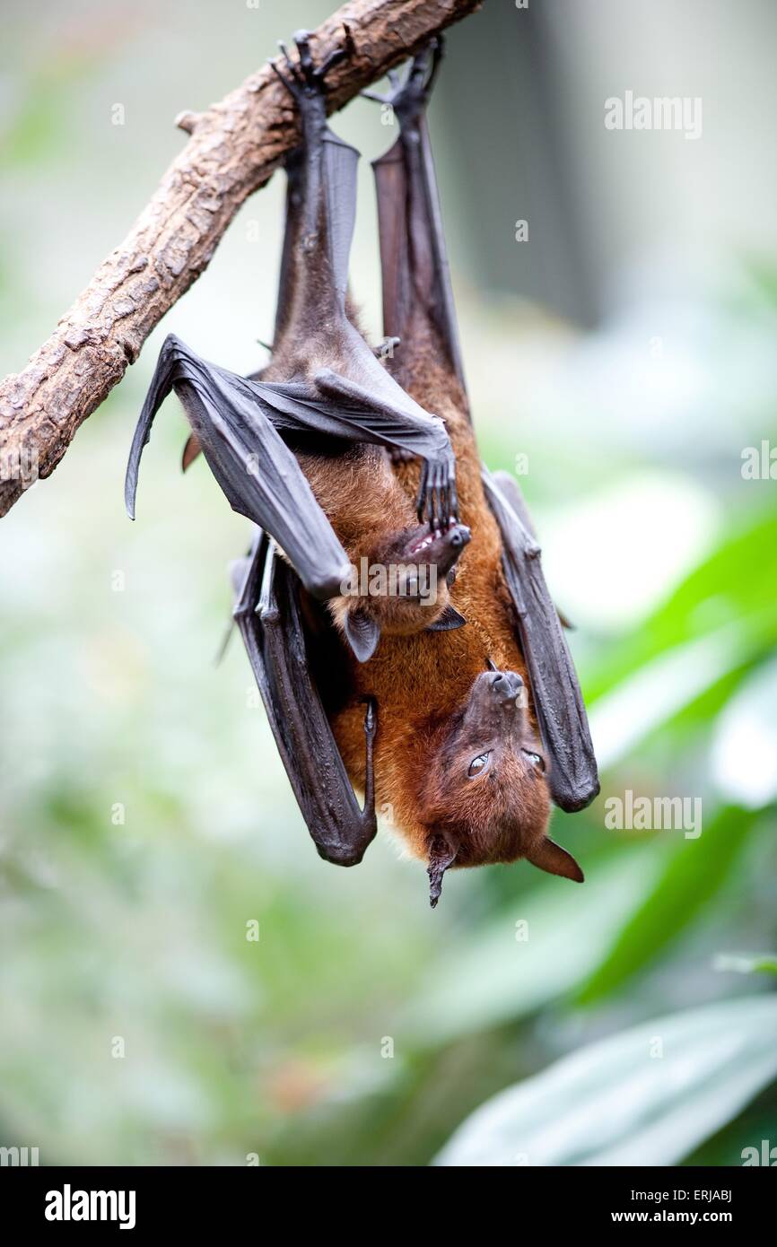 Fruitbat hi-res stock photography and images - Alamy