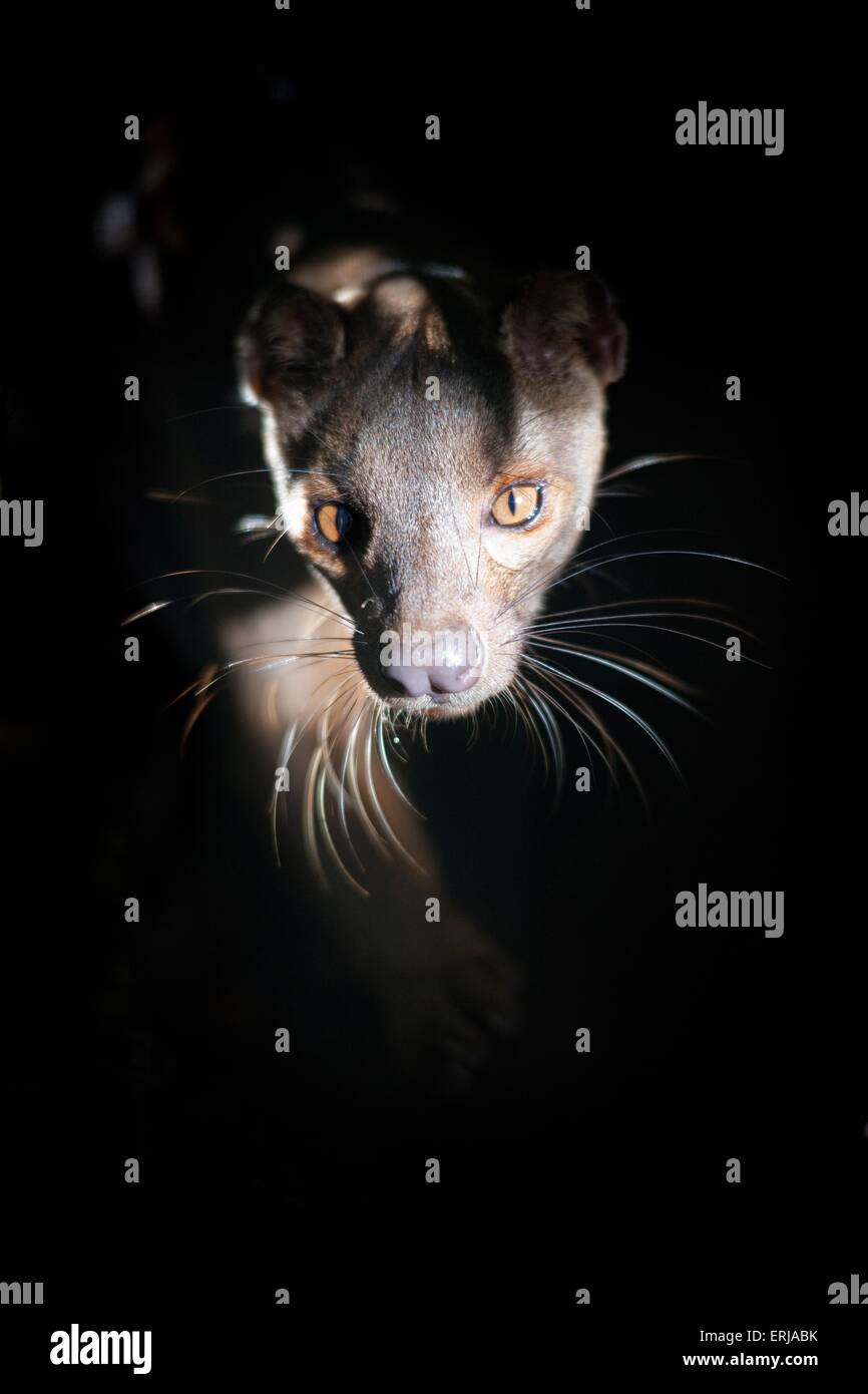 Fossa animal hi-res stock photography and images - Alamy