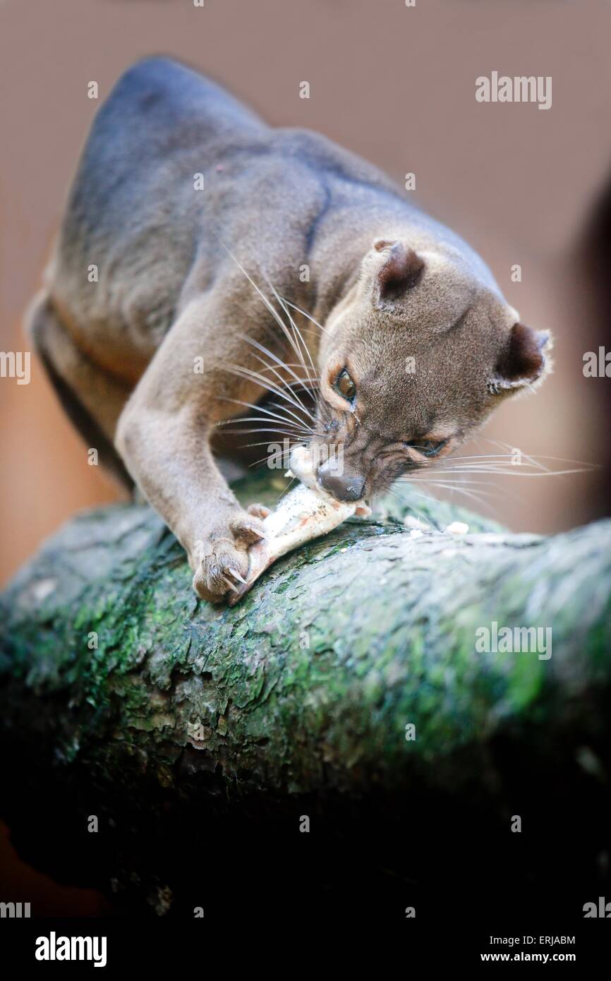Fossa animal hi-res stock photography and images - Alamy