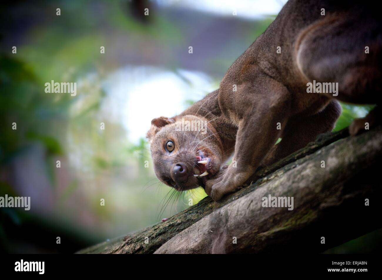 Fossa Eating High Resolution Stock Photography and Images - Alamy