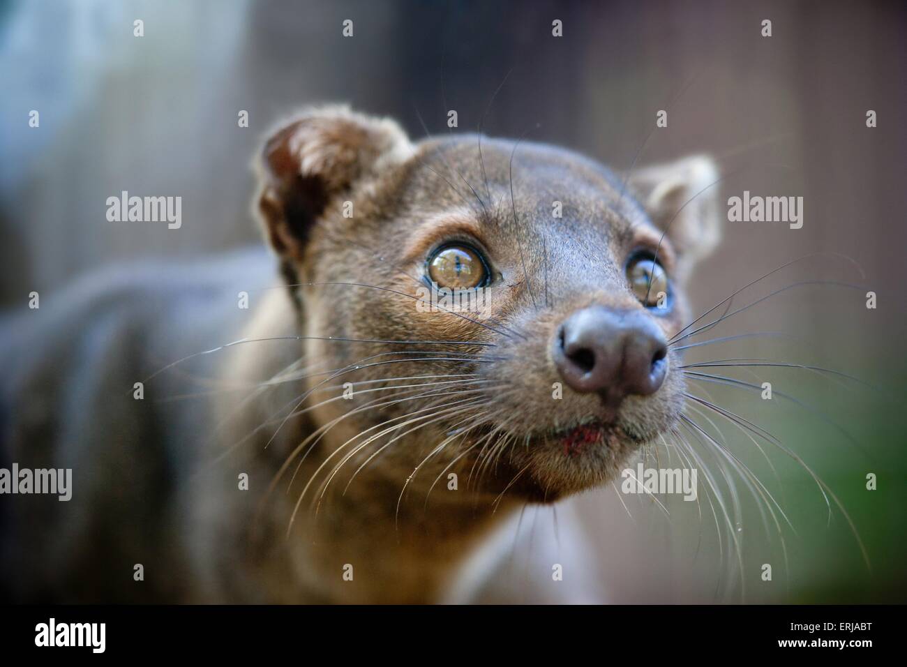 Fossa animal hi-res stock photography and images - Alamy
