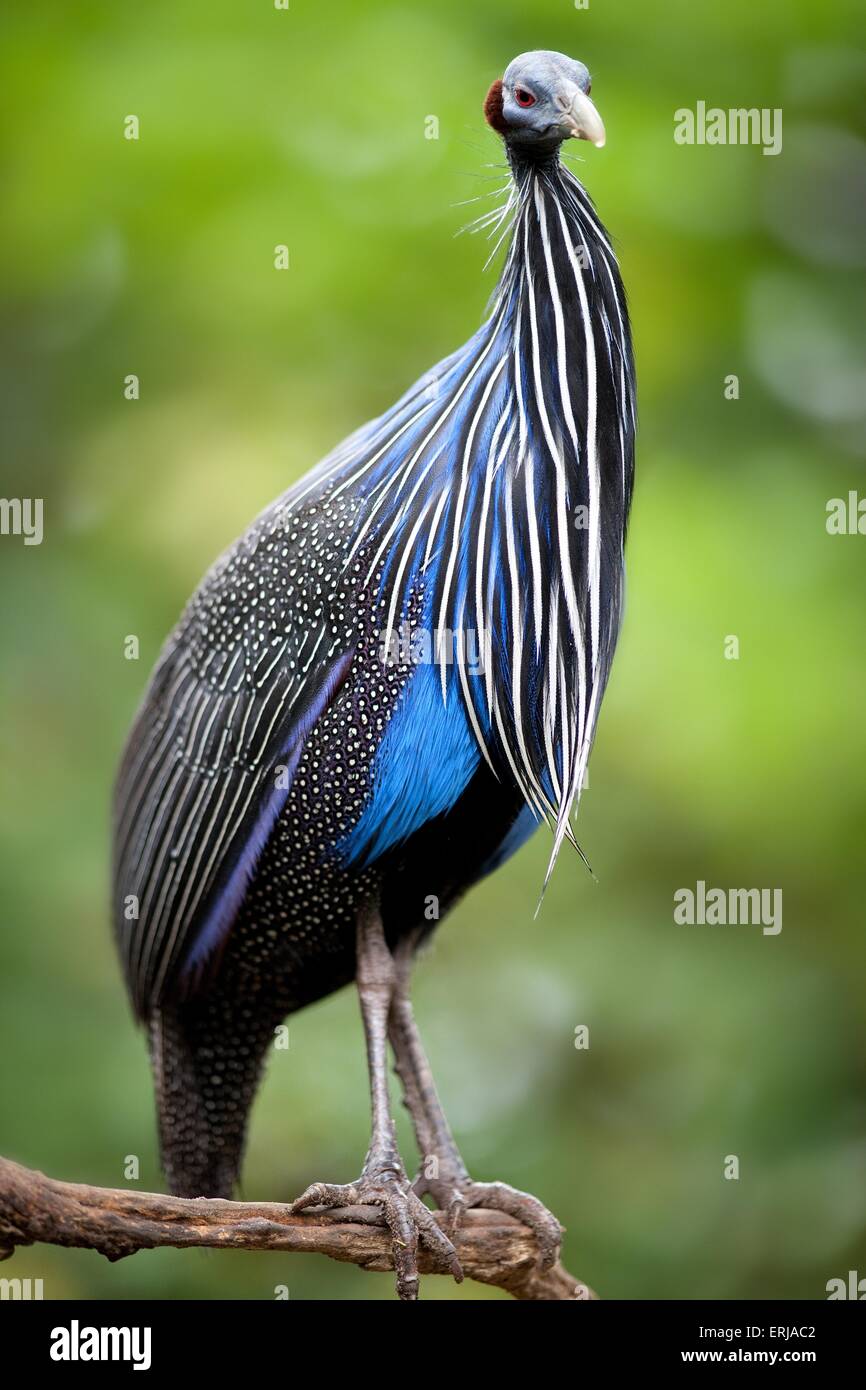 Vulturine guineafowl hi-res stock photography and images - Alamy