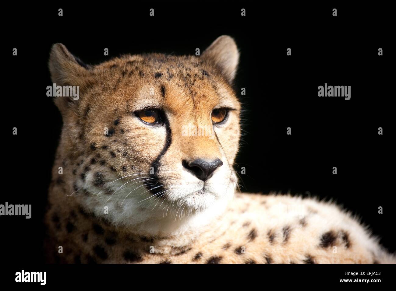 Cheetah heads hi-res stock photography and images - Alamy