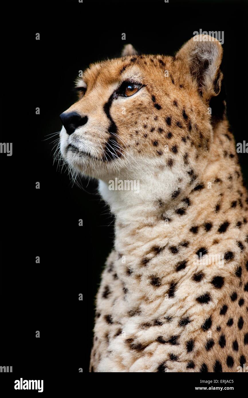 Cheetah side profile hi-res stock photography and images - Alamy