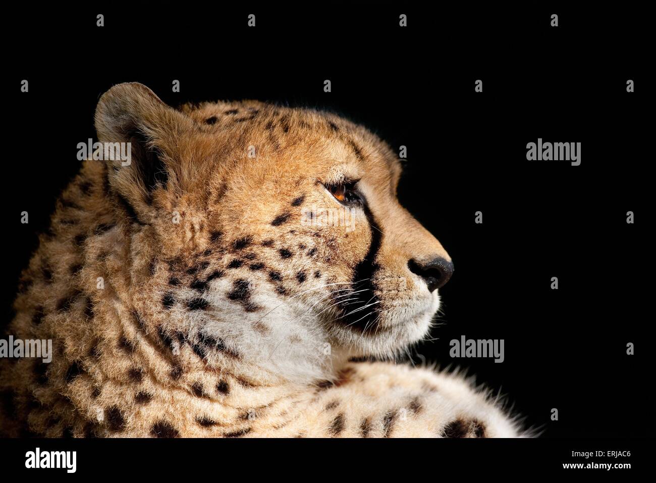 Cheetah heads hi-res stock photography and images - Alamy