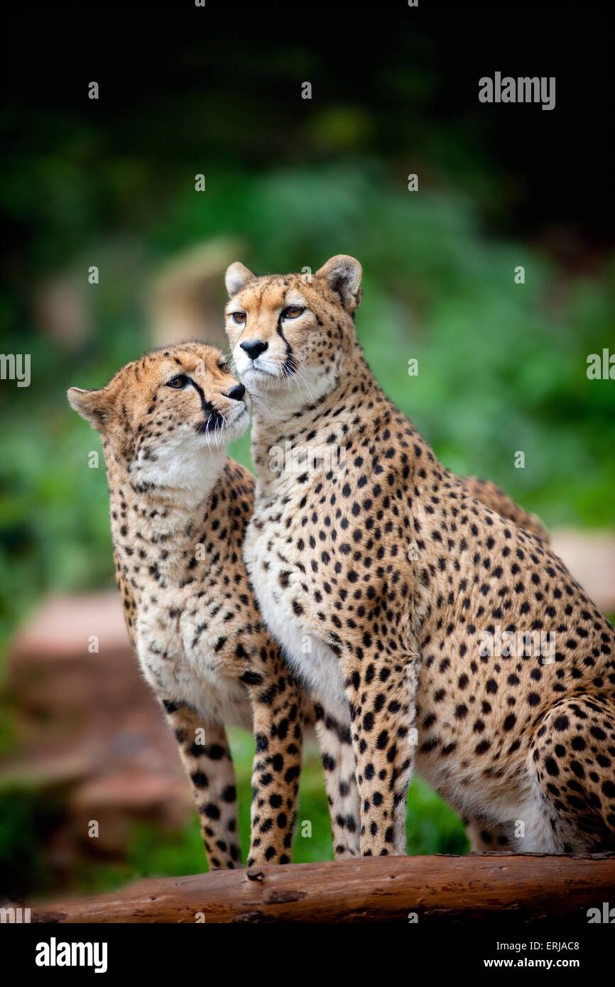 Cheetahs standing hi-res stock photography and images - Alamy