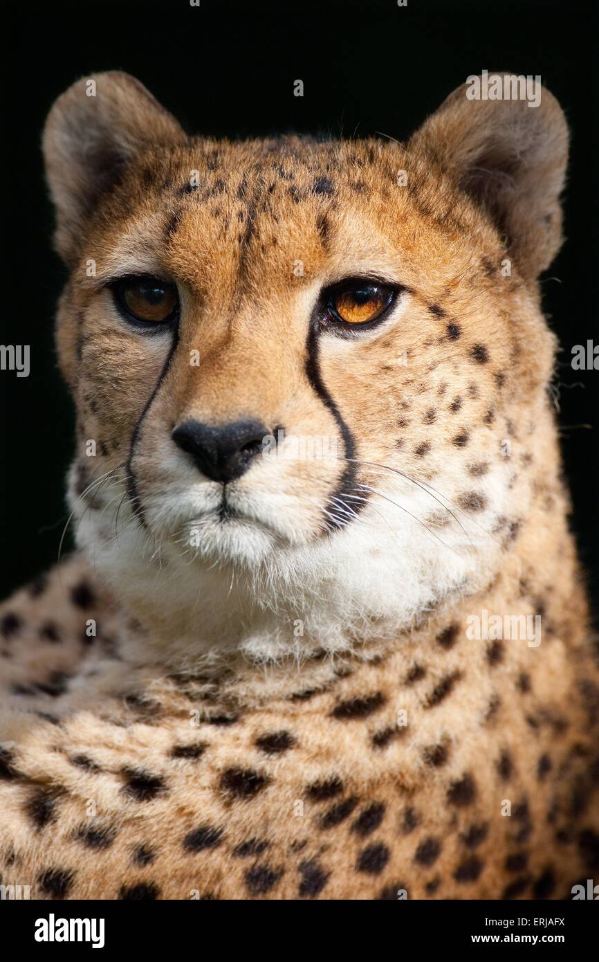 Frontal of a cheetah hi-res stock photography and images - Alamy