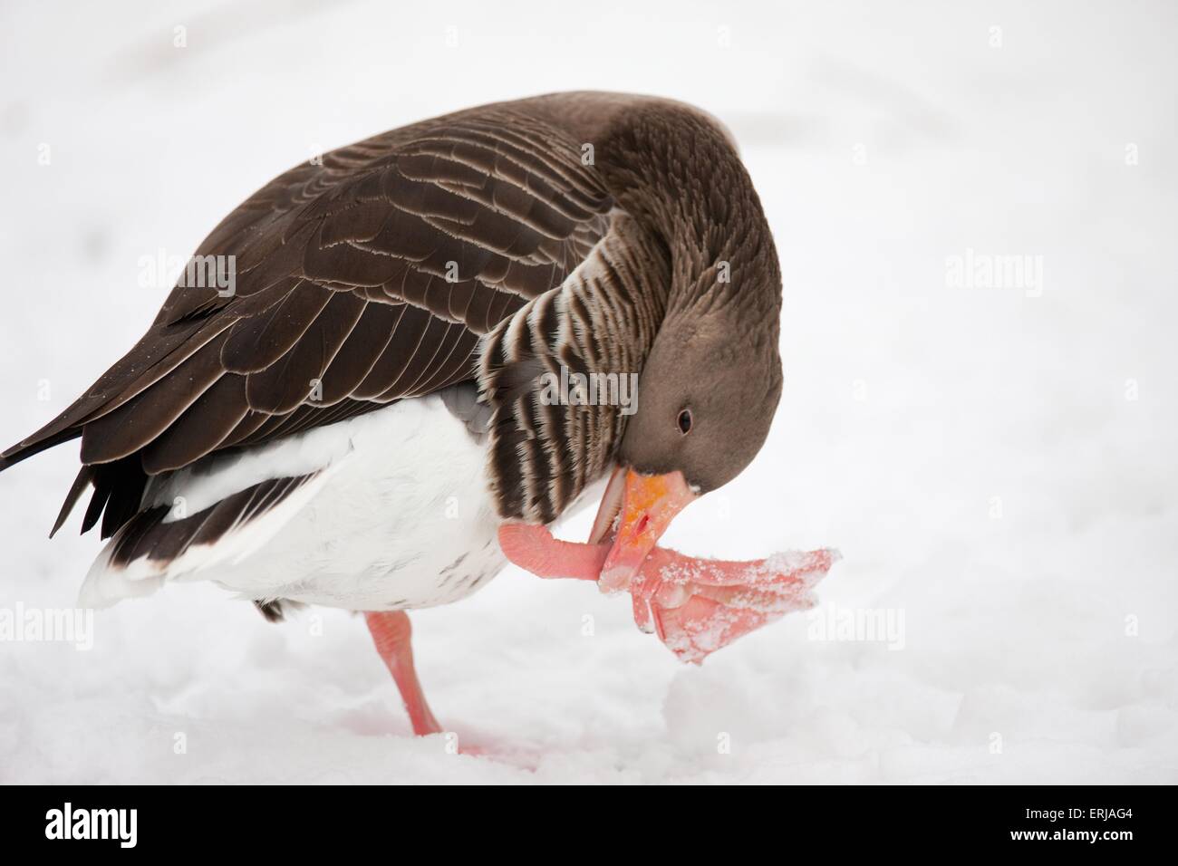 Snowy goose hi-res stock photography and images - Alamy