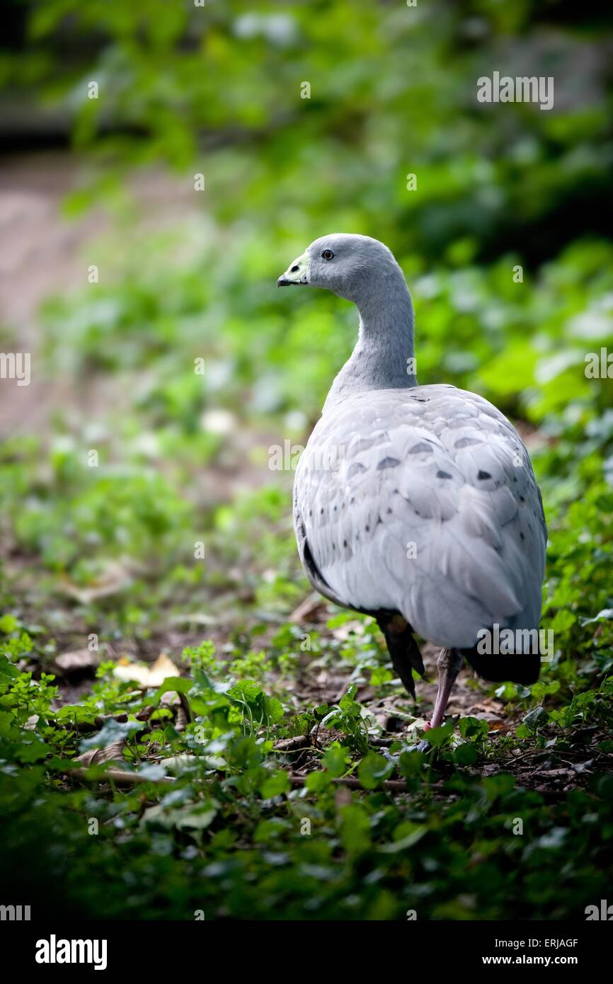 Back view of a goose hi-res stock photography and images - Alamy